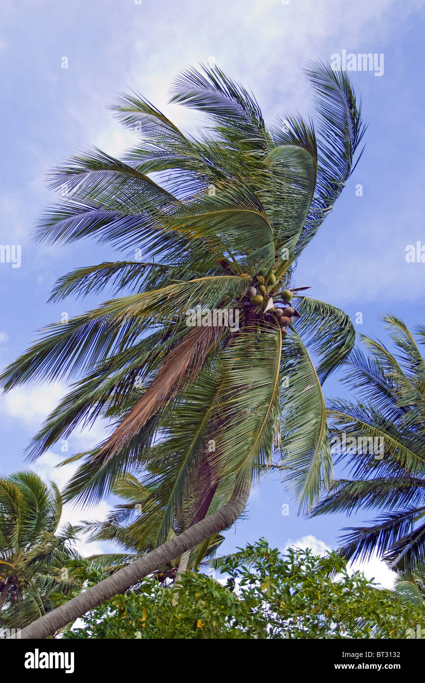Coco palm resort hi-res stock photography and images - Alamy