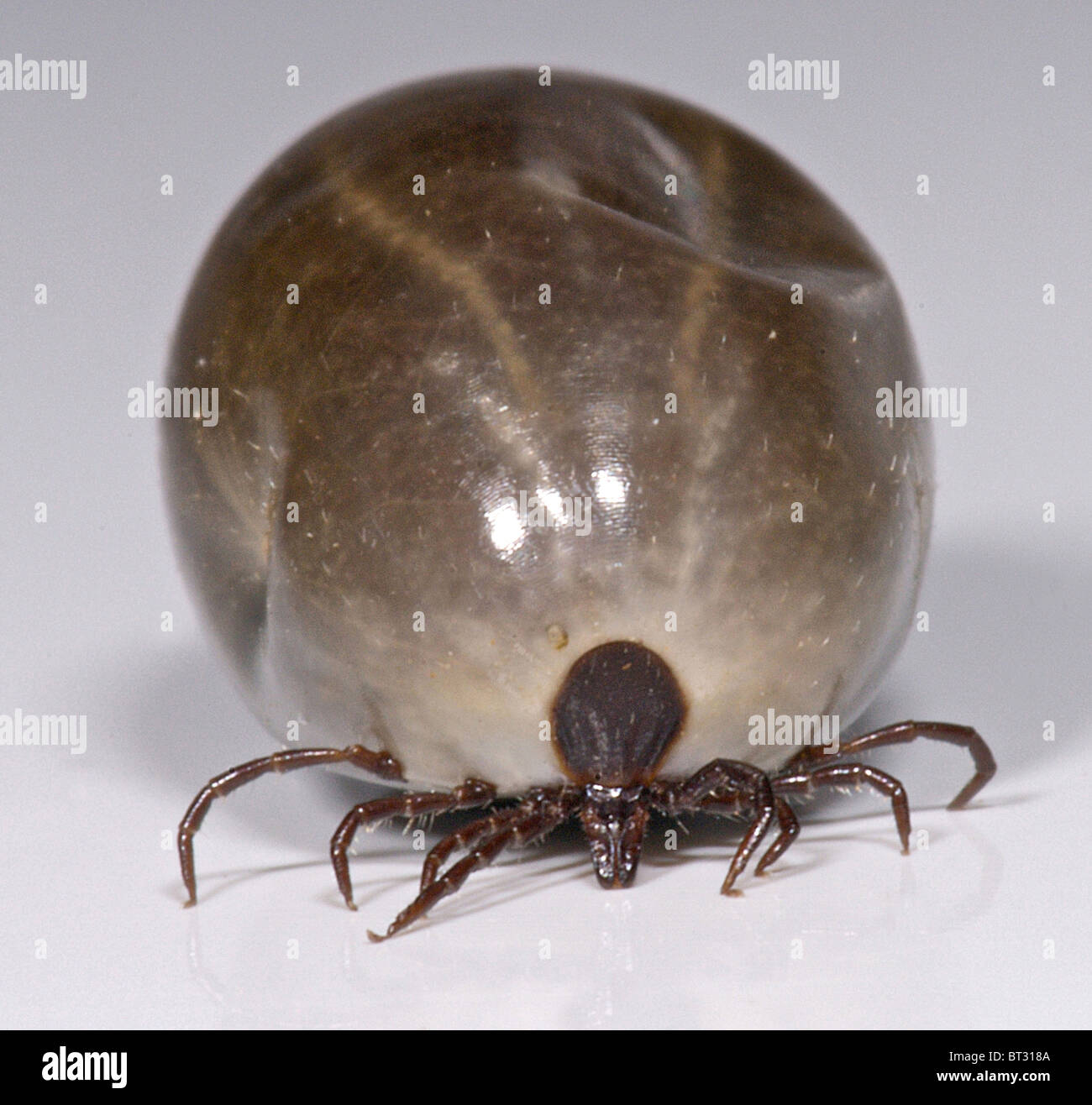 TICK Commonly known as Deer Tick or Sheep Tick they are members of the ...