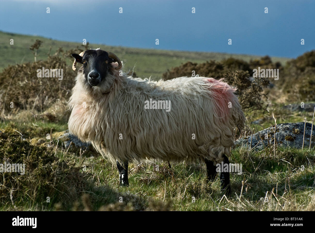 Sheep in Dartmoor National Park, Devon Stock Photo - Alamy