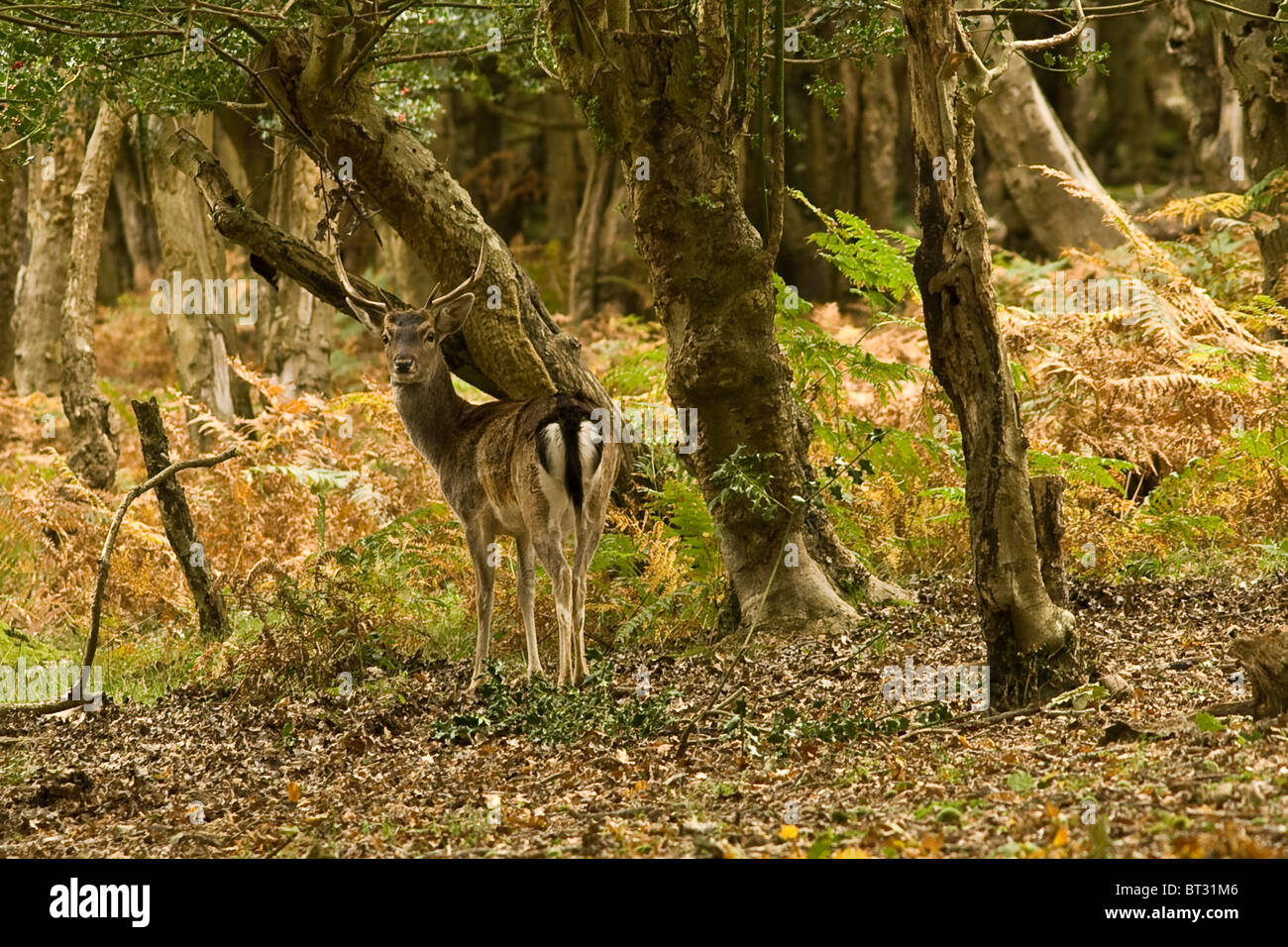 New Forest Fallow Buck Stock Photo - Alamy