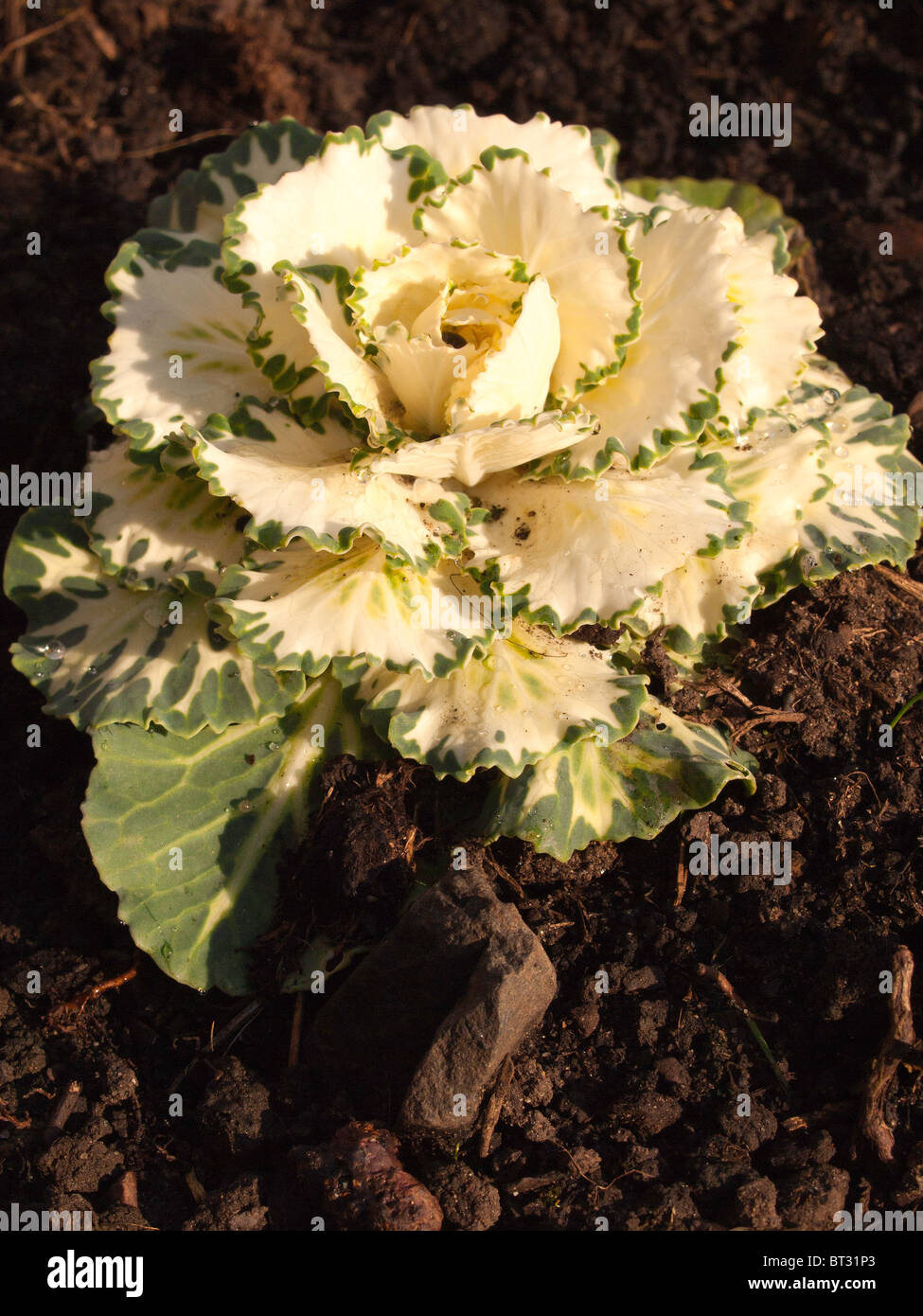 An ornamental cabbage with a yellow centre and water droplets side lit ...
