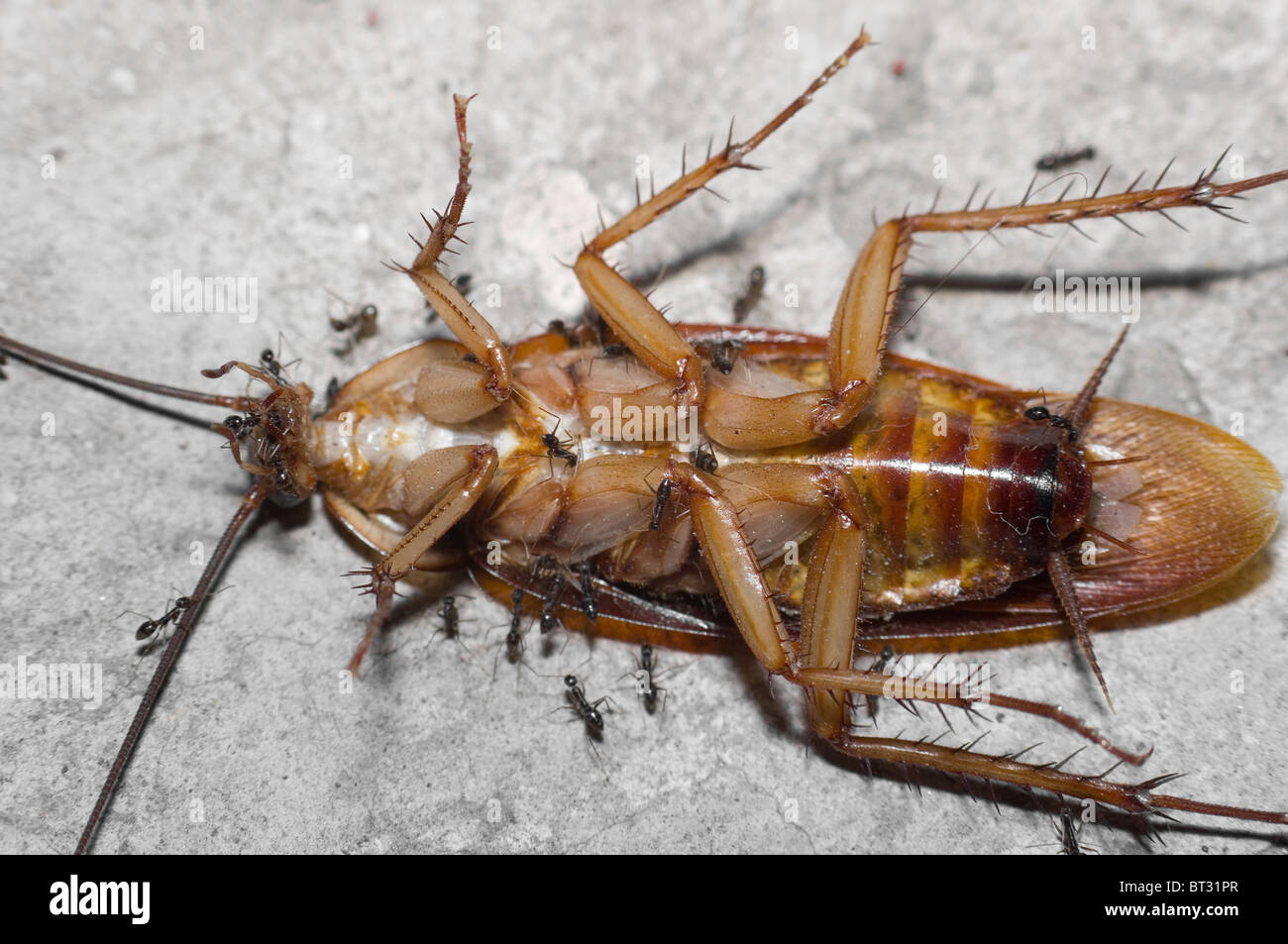 Dead cockroach (Blattaria) being dismembered by ants Stock Photo - Alamy