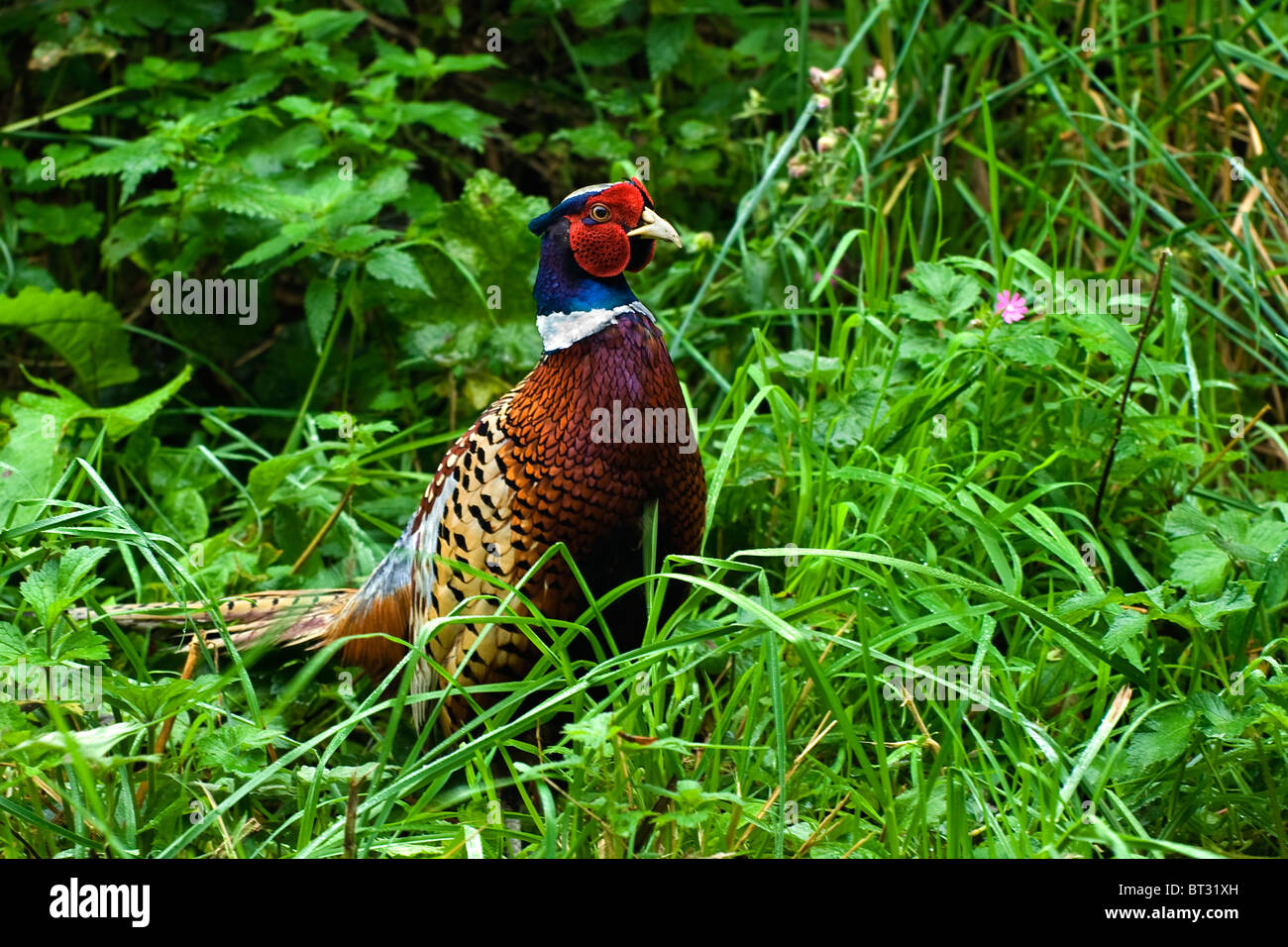 Male pheasant in amongst tall grass during mid September Stock Photo ...