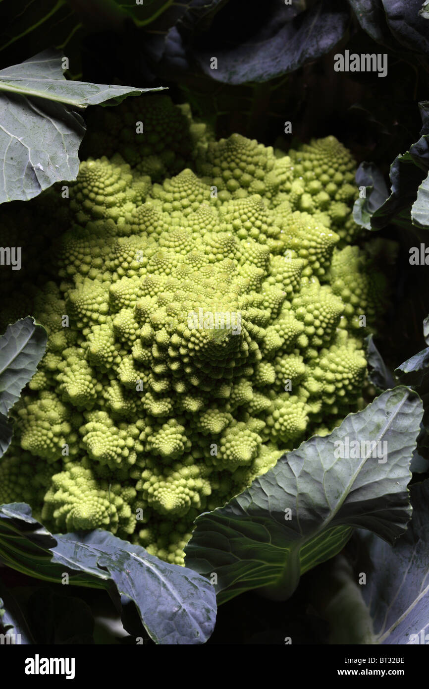 Roman Romanesco cauliflower Stock Photo - Alamy