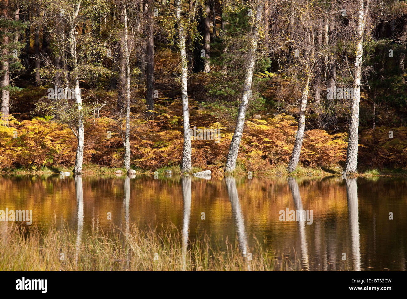 Birch trees next to glacial pool in Cambus O'May Stock Photo - Alamy