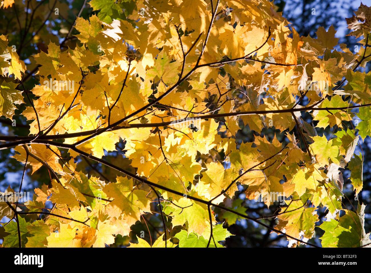 autumn maple leaves backlit by sun Stock Photo - Alamy