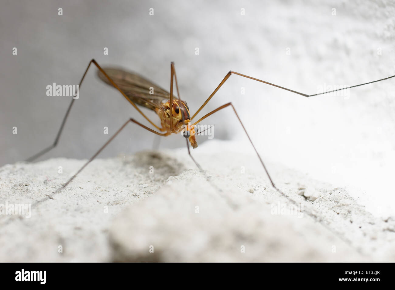 Flying Daddy Long Legs High Resolution Stock Photography and Images - Alamy