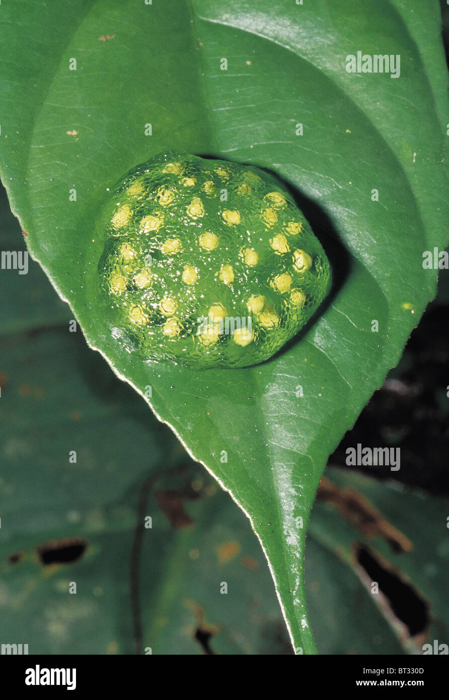 Eggs of Red Eye Tree Frog Agalychnis callidryas Corcavado National Park ...