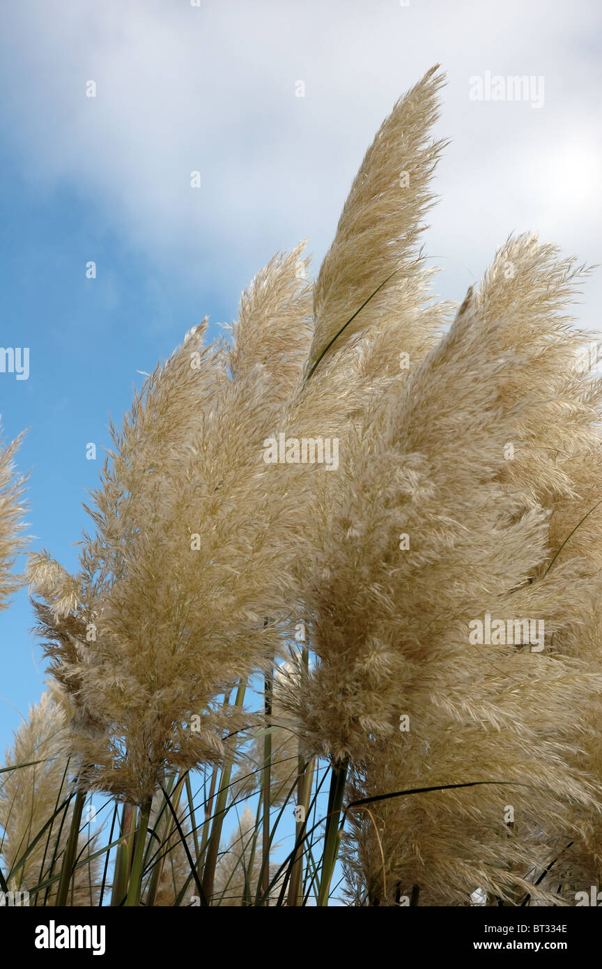 Reeds and ecological hi-res stock photography and images - Alamy