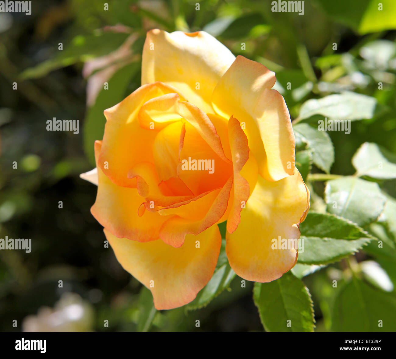 nature with beautiful yellow rose in closeup Stock Photo - Alamy