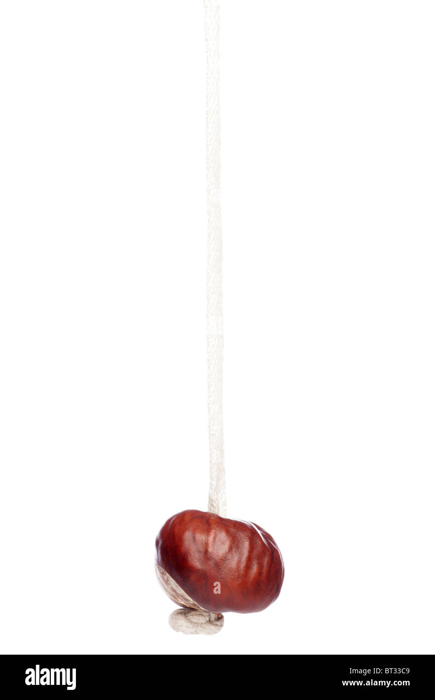 Conker on a string Cut Out Stock Images & Pictures - Alamy