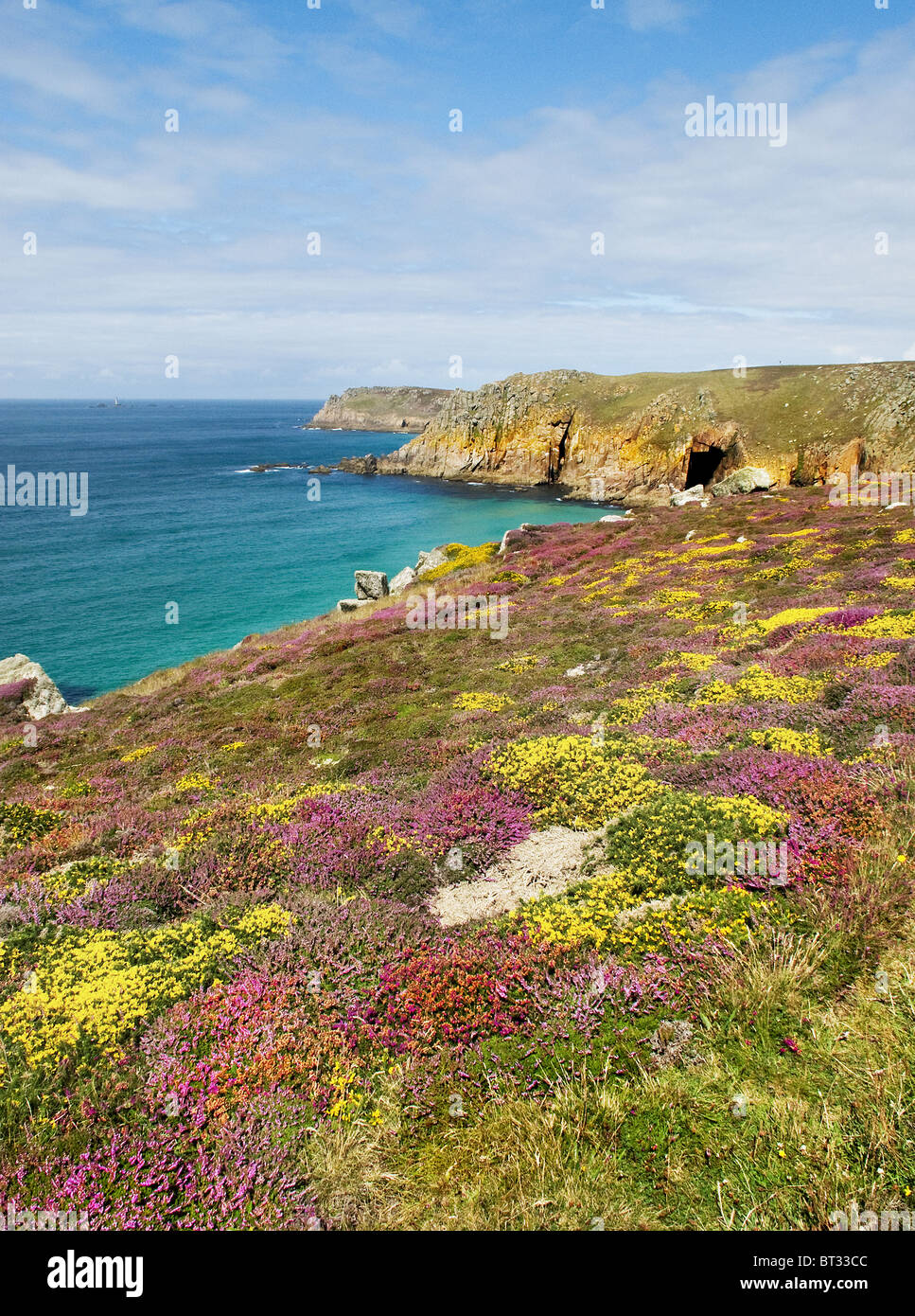 Gorse and heather on the coast of Cornwall. Photo by Gordon Scammell ...