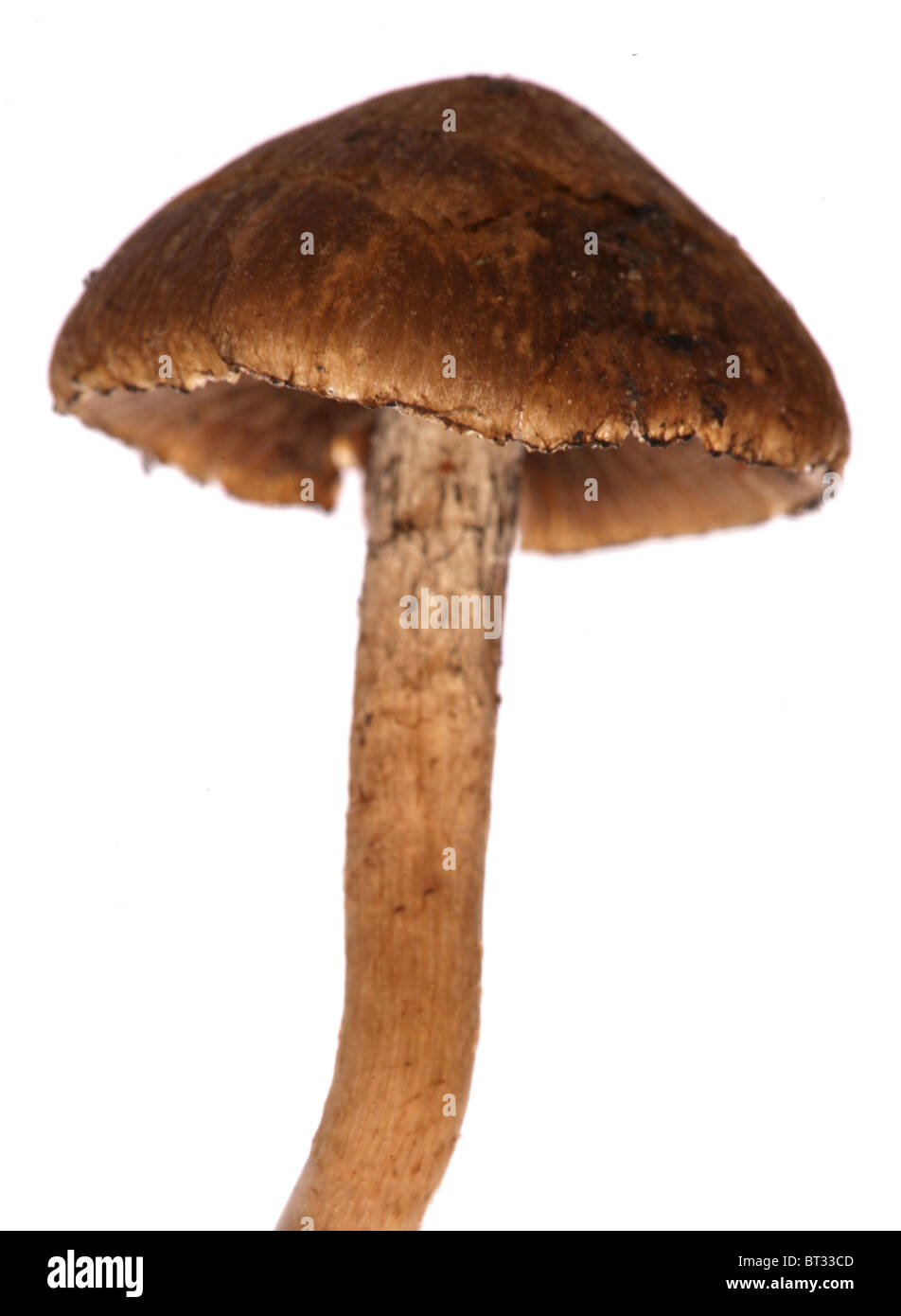 Autumn fungi isolated in studio Stock Photo - Alamy