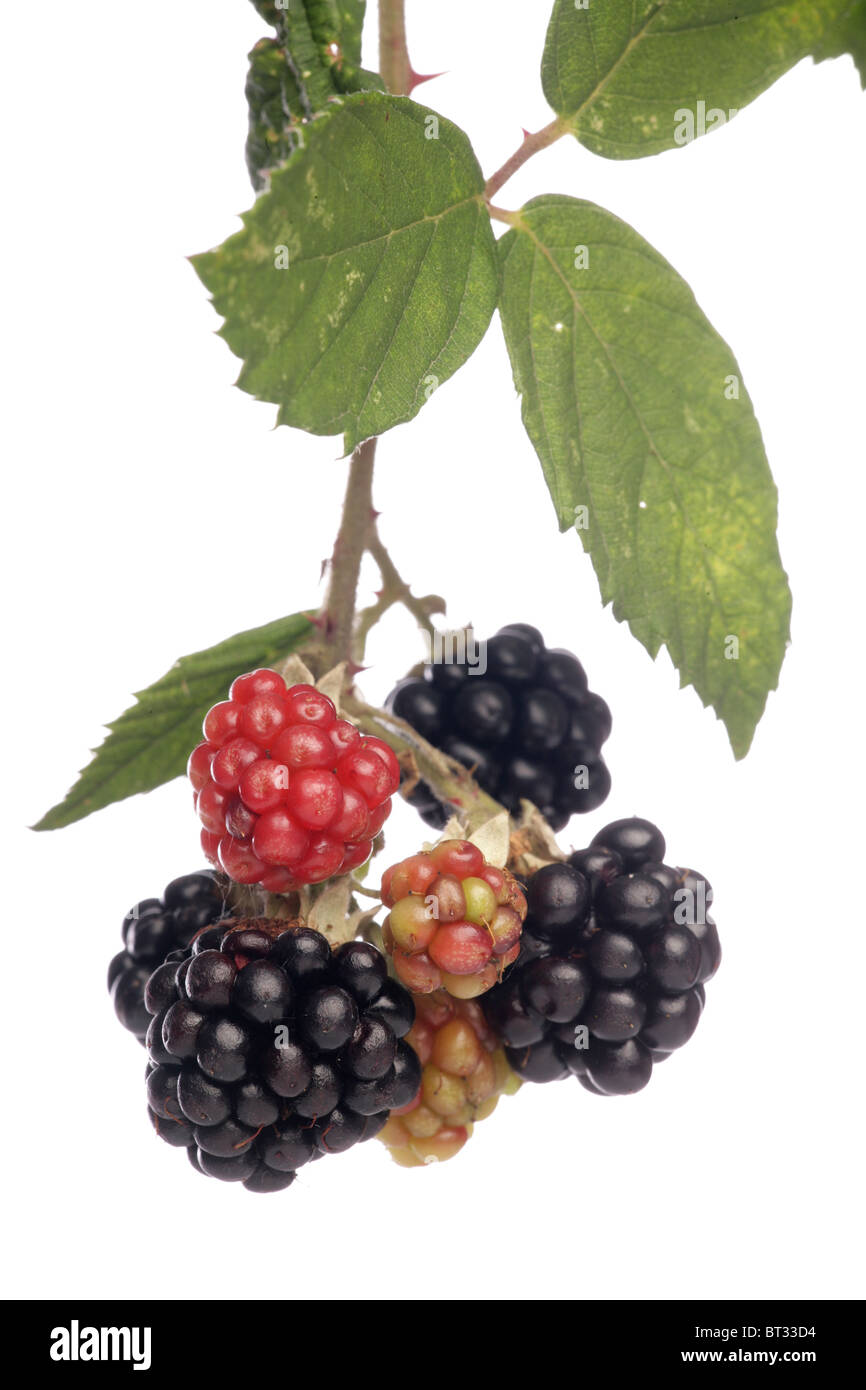 Blackberries hi-res stock photography and images - Alamy
