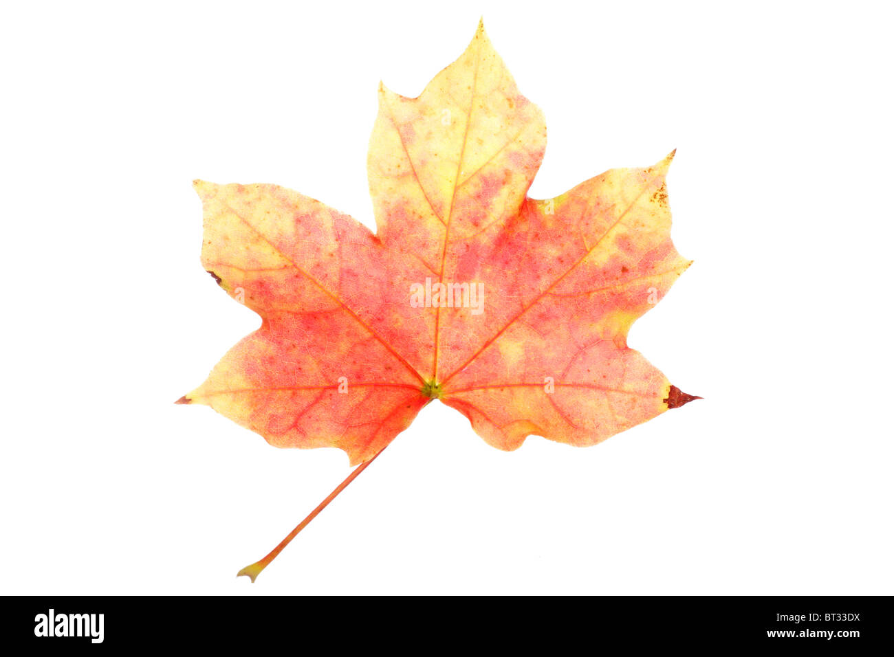 Yellow leaf in autumn Cut Out Stock Images & Pictures - Alamy