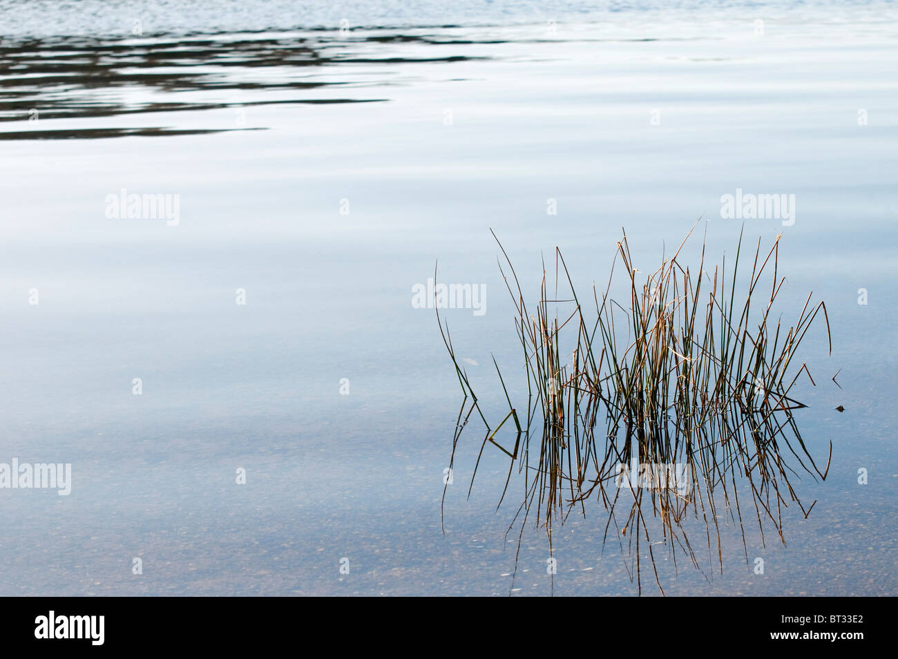 Clump grass in pond hi-res stock photography and images - Alamy