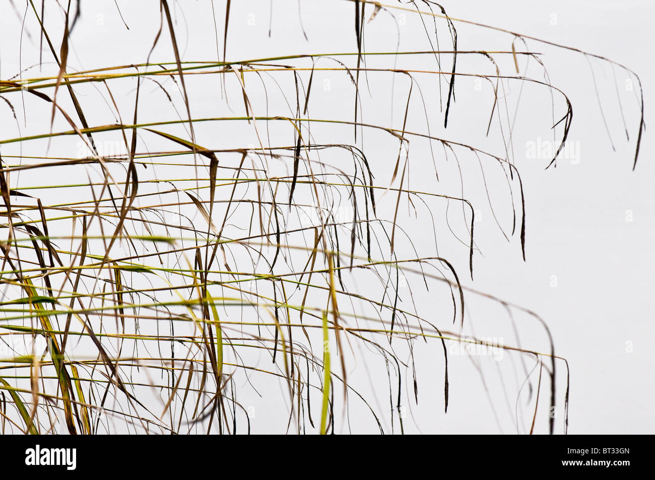Stalks of grass. Photo by Gordon Scammell Stock Photo - Alamy