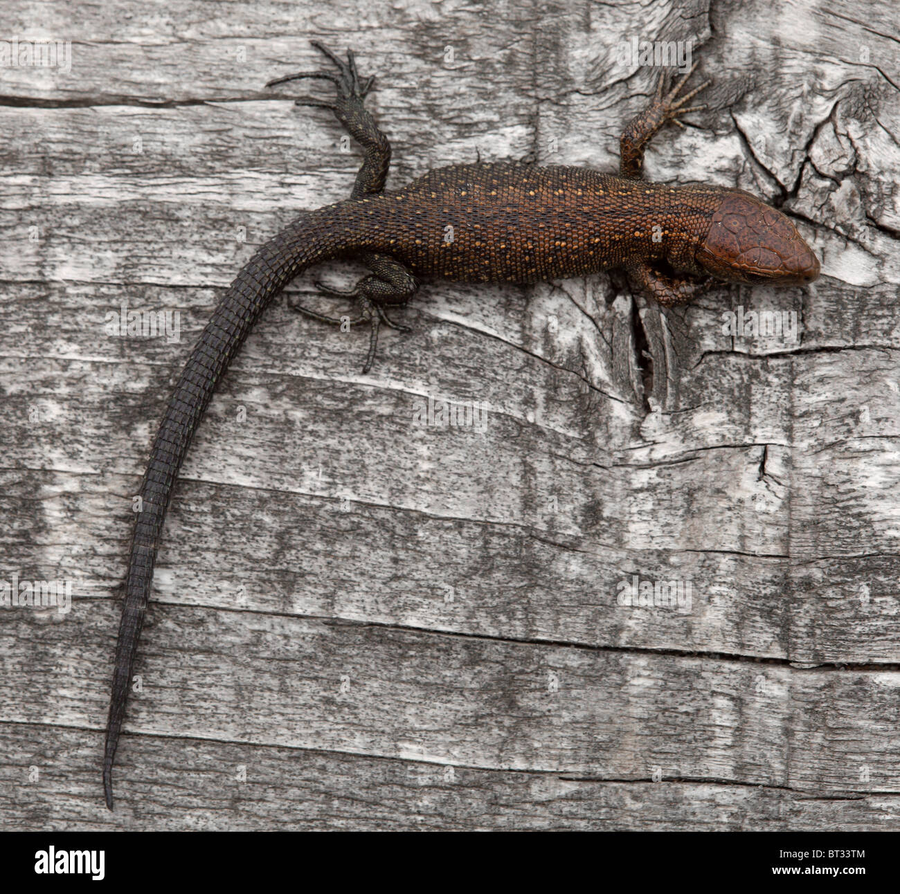 Juvenile Common Lizard Stock Photo - Alamy
