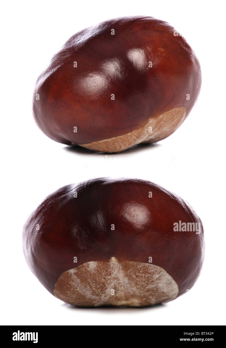 horse-chestnut conkers isolated studio cutout Stock Photo - Alamy