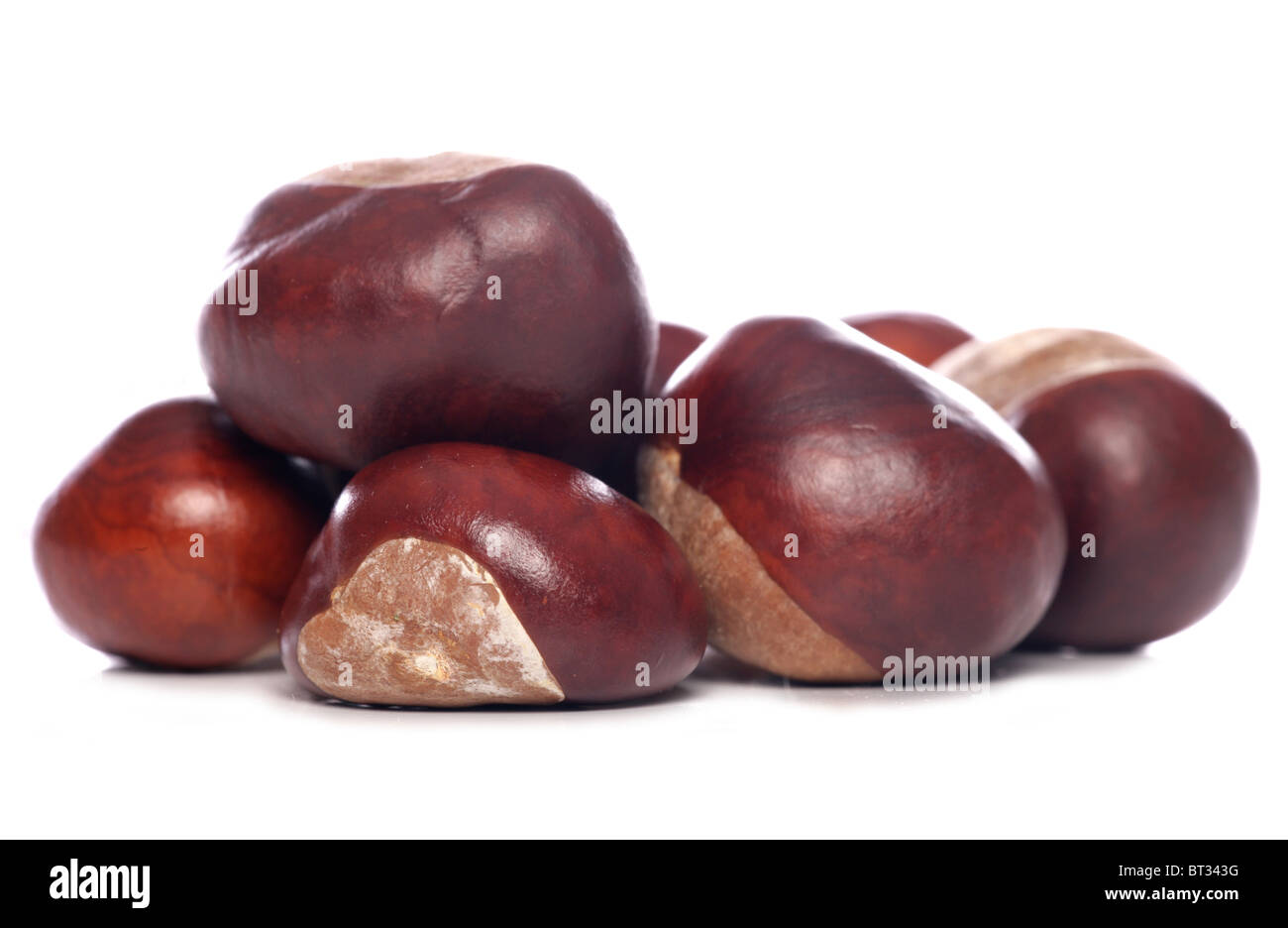 horse-chestnut conkers isolated studio cutout Stock Photo - Alamy