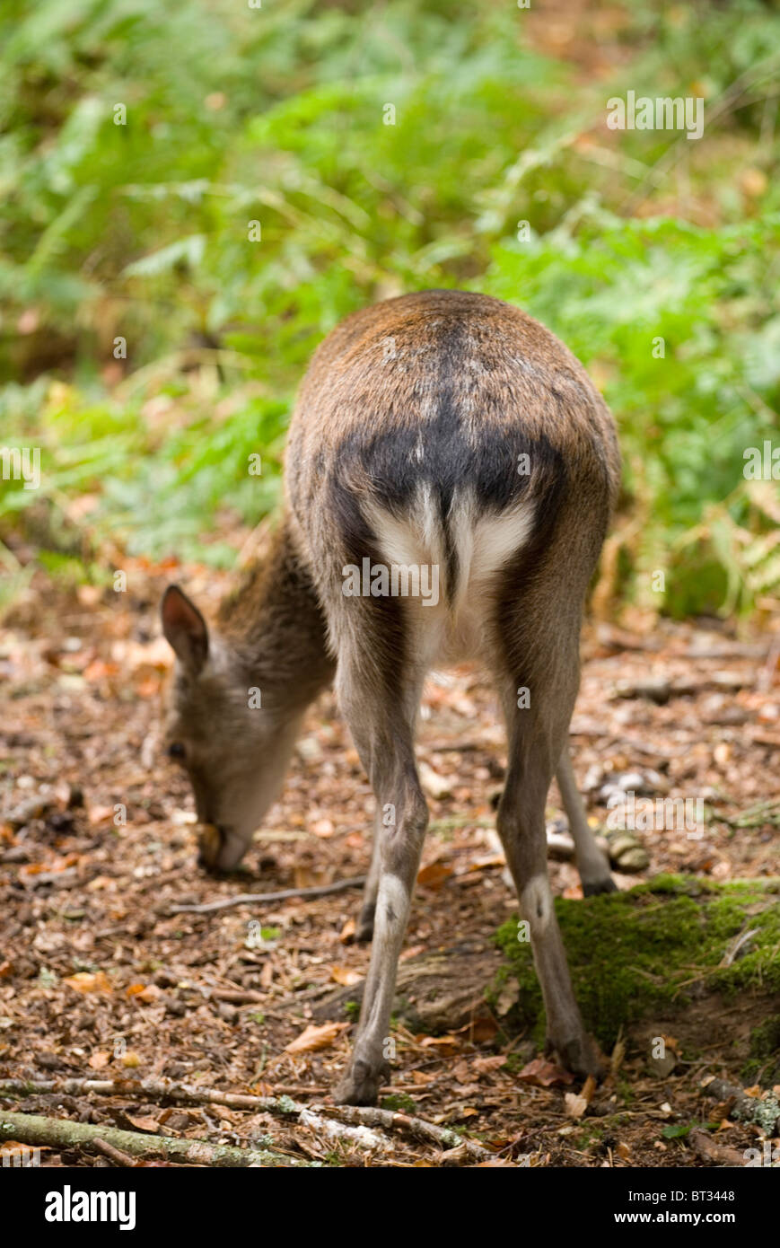 Female deer eating hi-res stock photography and images - Alamy