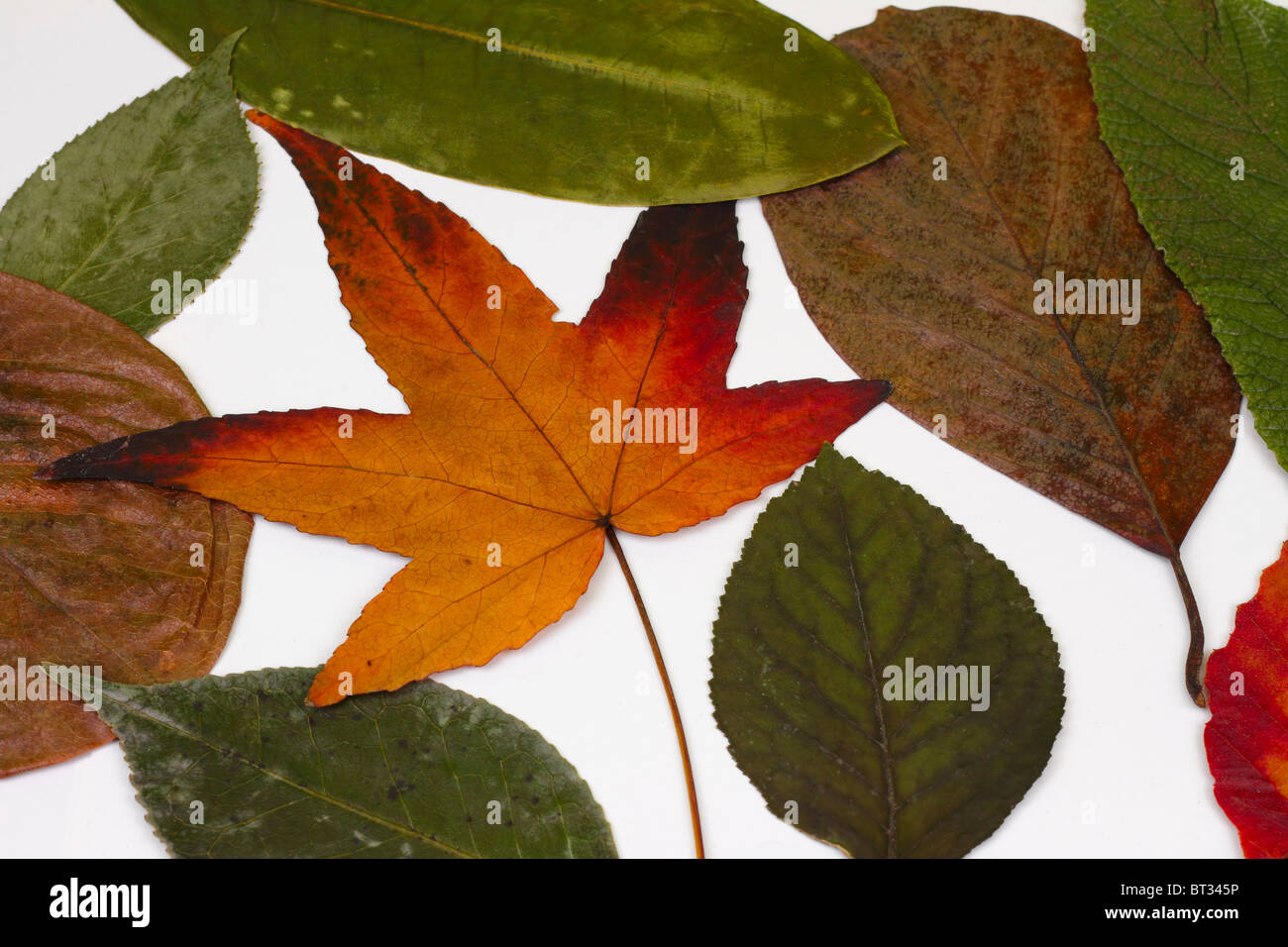 Autumn Leaves Collection Stock Photo - Alamy
