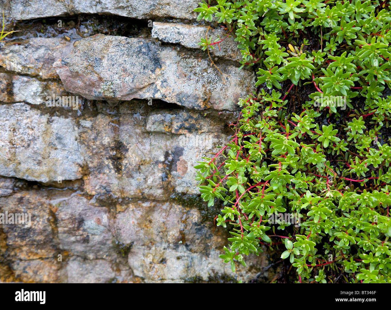 Rock surface partially covered with green vegetation Stock Photo - Alamy
