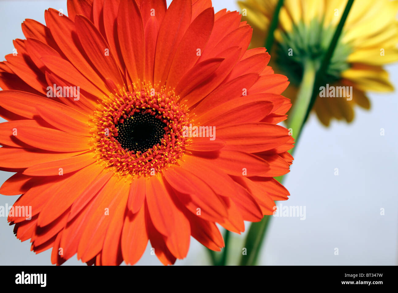 Gerber daisy flowers orange and yellow close up still life photography ...