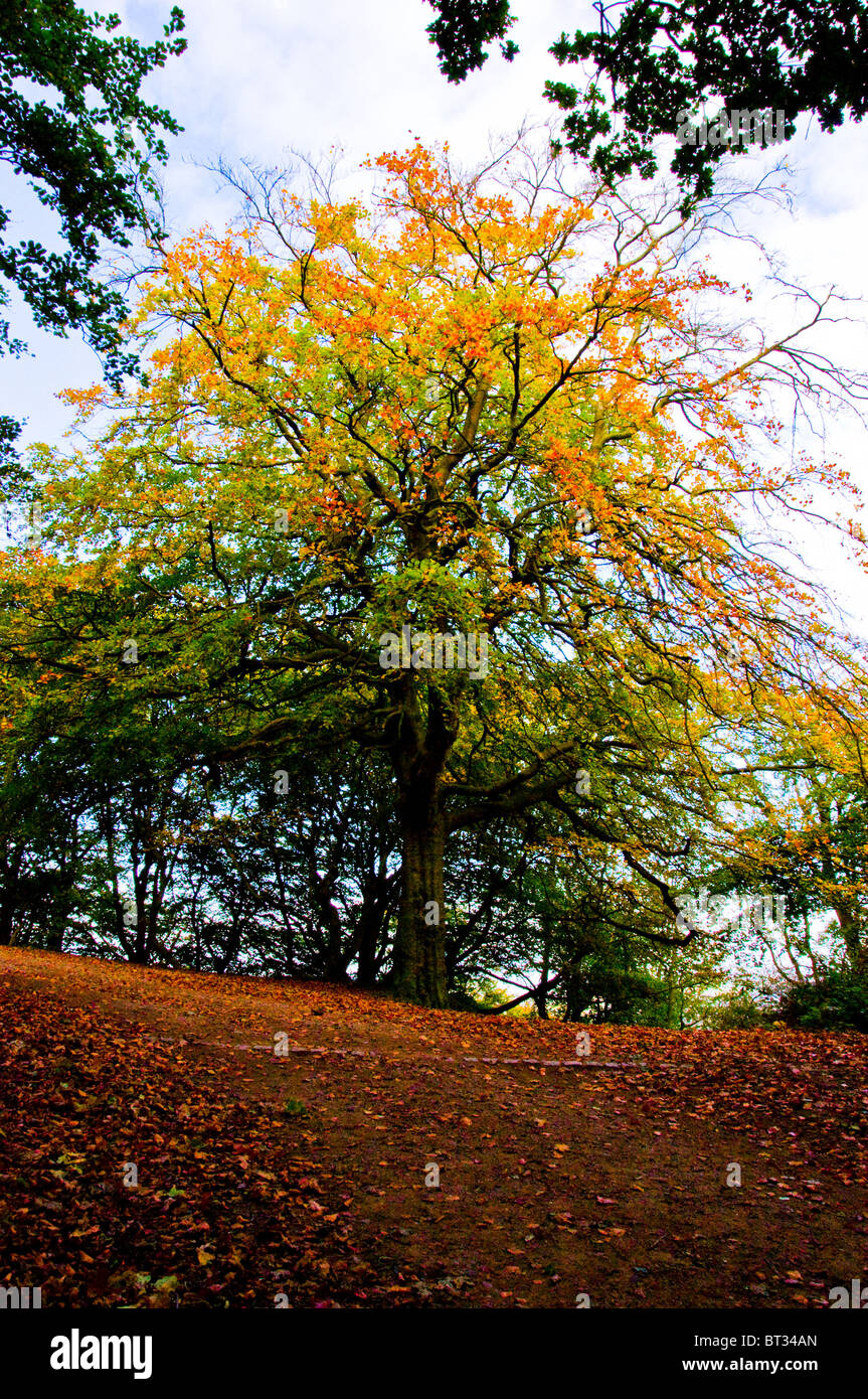 Slanting trees hi-res stock photography and images - Alamy