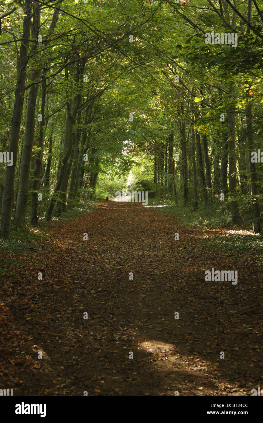 Wandlebury woods hi-res stock photography and images - Alamy