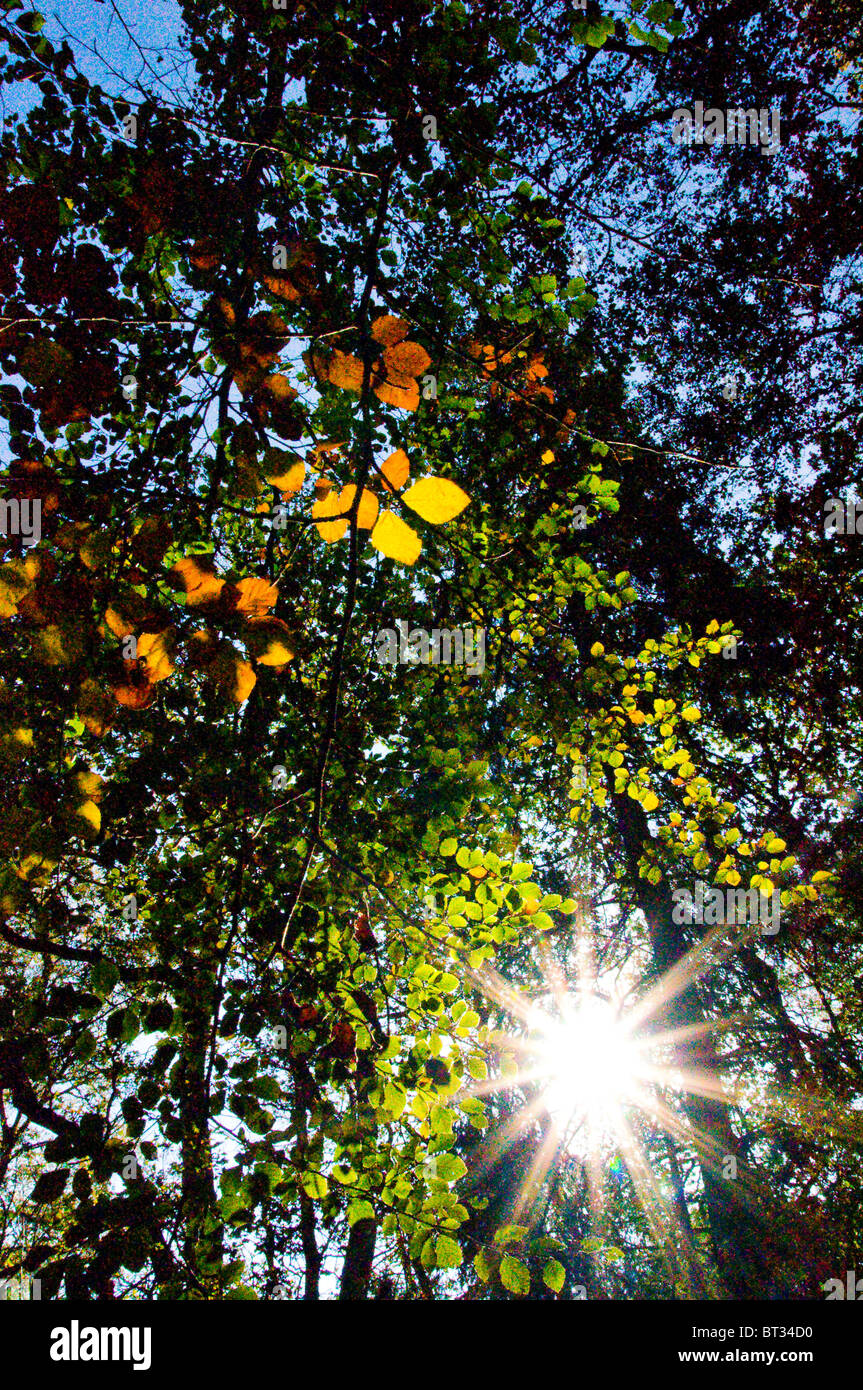 Autumn sun flare bright orange hi-res stock photography and images - Alamy