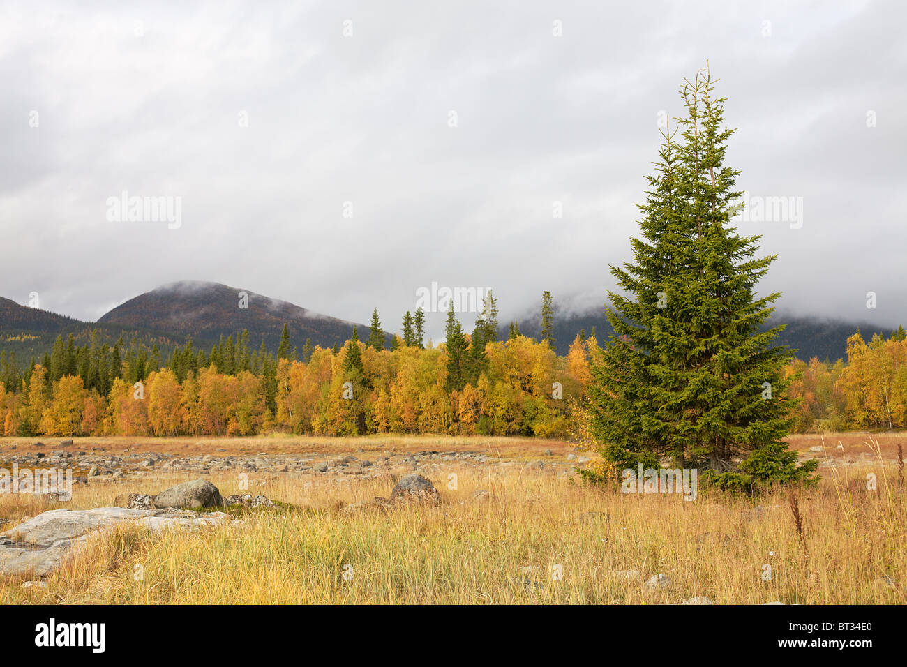 Autumn landscape with a fur-tree against mountains Stock Photo - Alamy