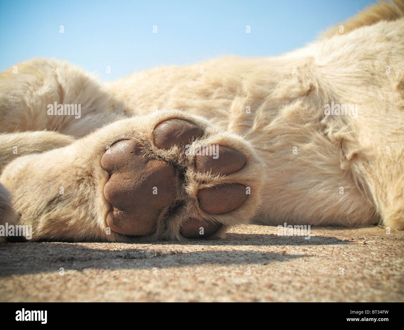 Lion feet hi-res stock photography and images - Alamy