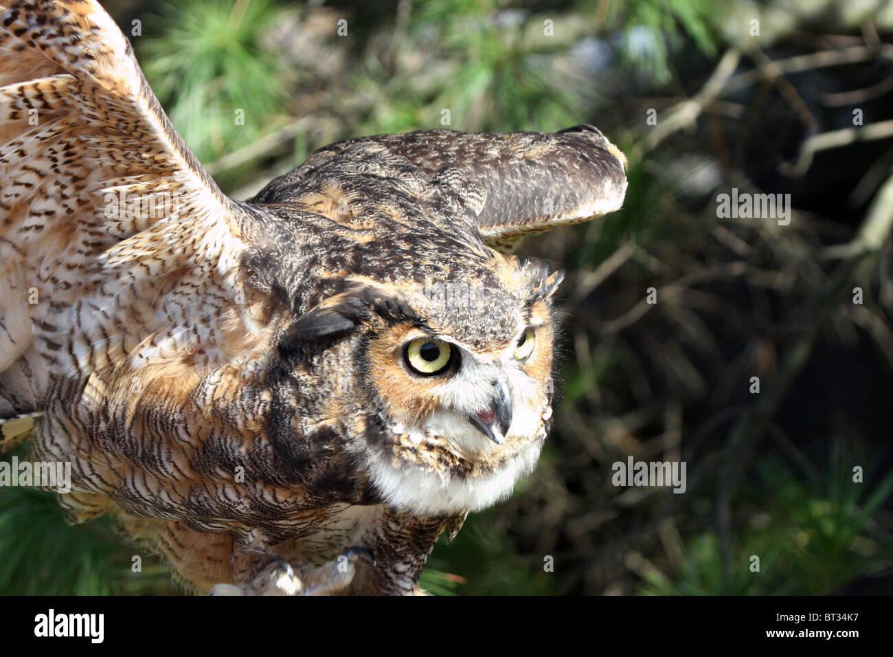 Great Horned Owl Bubo virginianus Stock Photo - Alamy