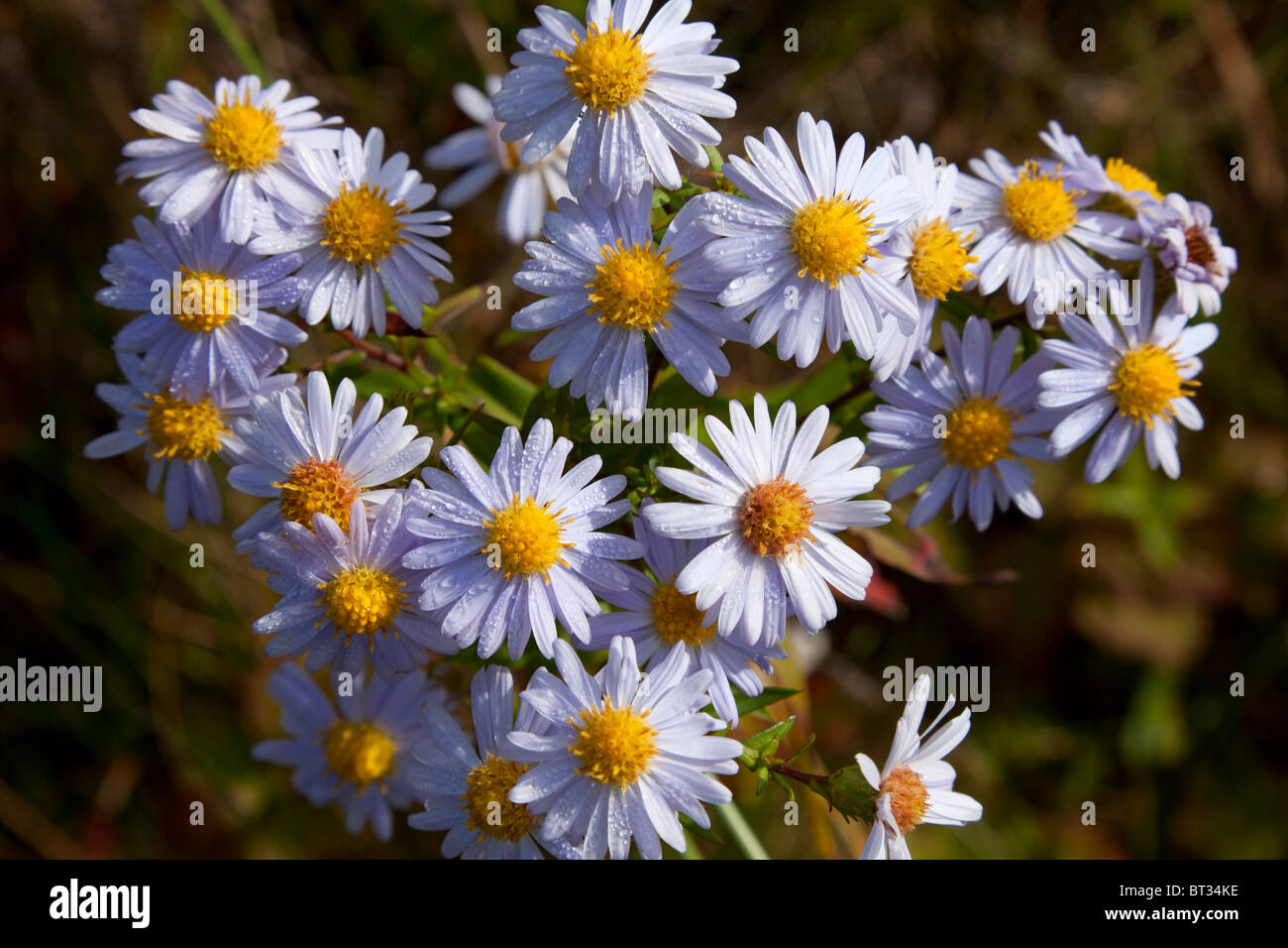Michaelmas Daisy Flowers Stock Photo - Alamy