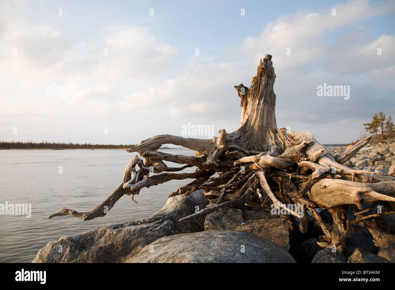 Blue sausage tree hi-res stock photography and images - Alamy