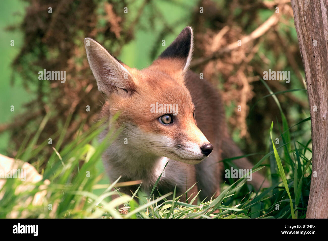 Young fox cub in woodland Stock Photo - Alamy