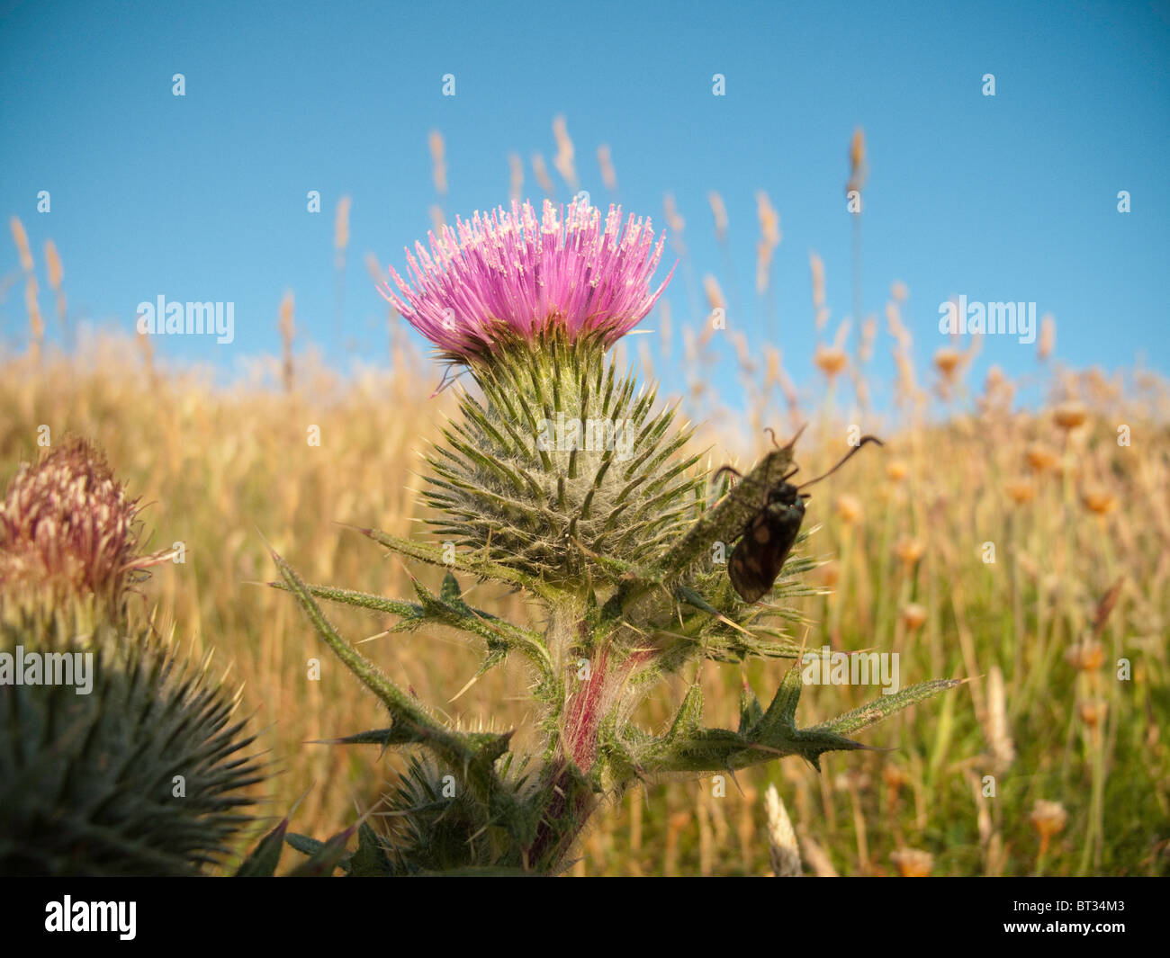 Thistle with bug, Devon Stock Photo - Alamy