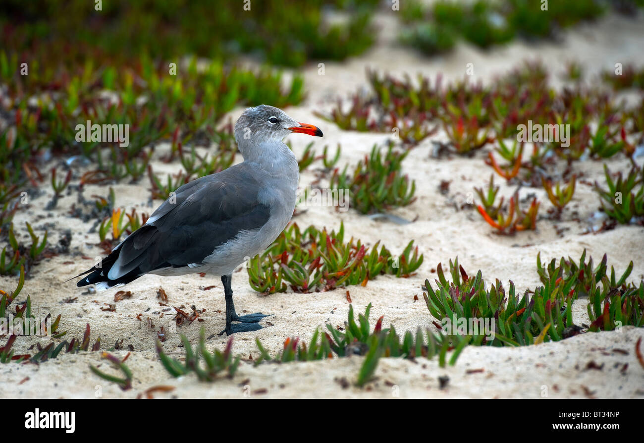 Adult American Seagull Stock Photo - Alamy