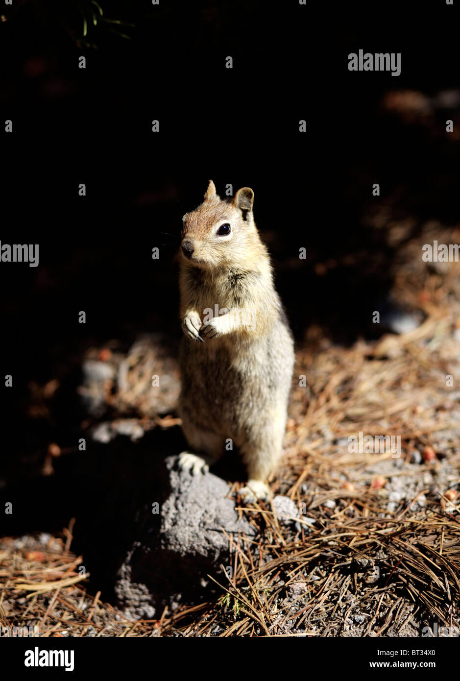 A chipmunk in Crater Lake National Park in Oregon, United States Stock ...