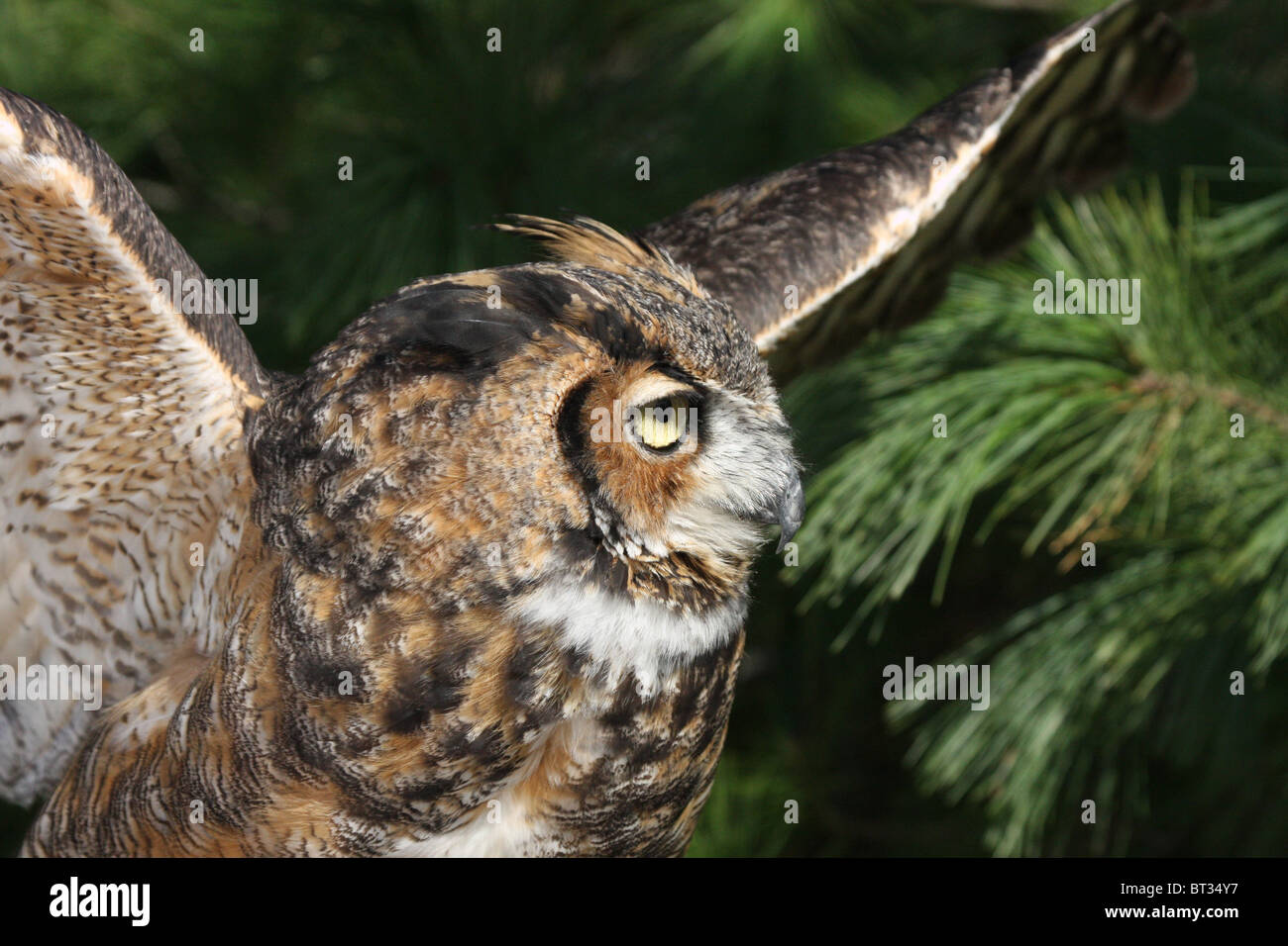 Great Horned Owl Bubo virginianus Stock Photo - Alamy