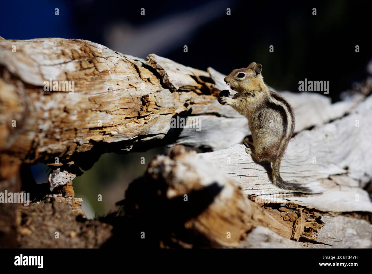 A chipmunk in Crater Lake National Park in Oregon, United States Stock ...