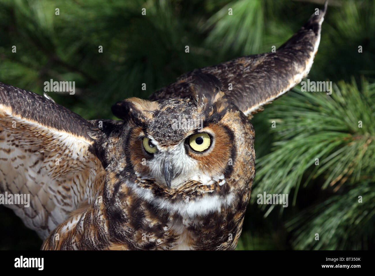 Great Horned Owl Bubo virginianus Stock Photo - Alamy