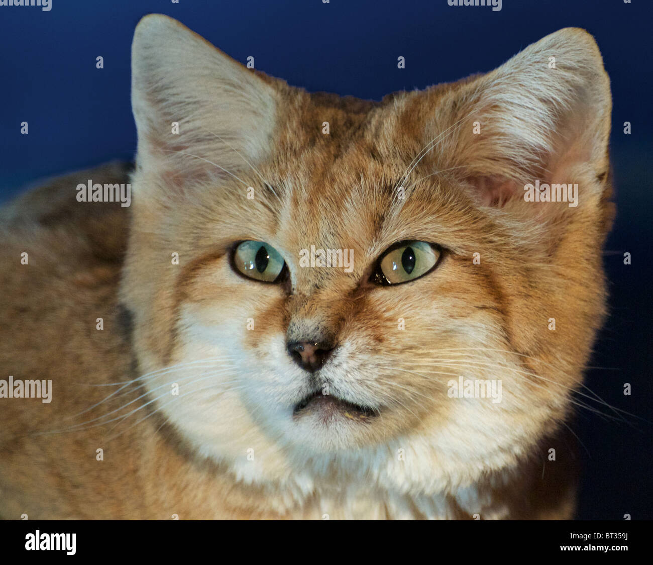 Male Arabian sand cat (close-up Stock Photo - Alamy
