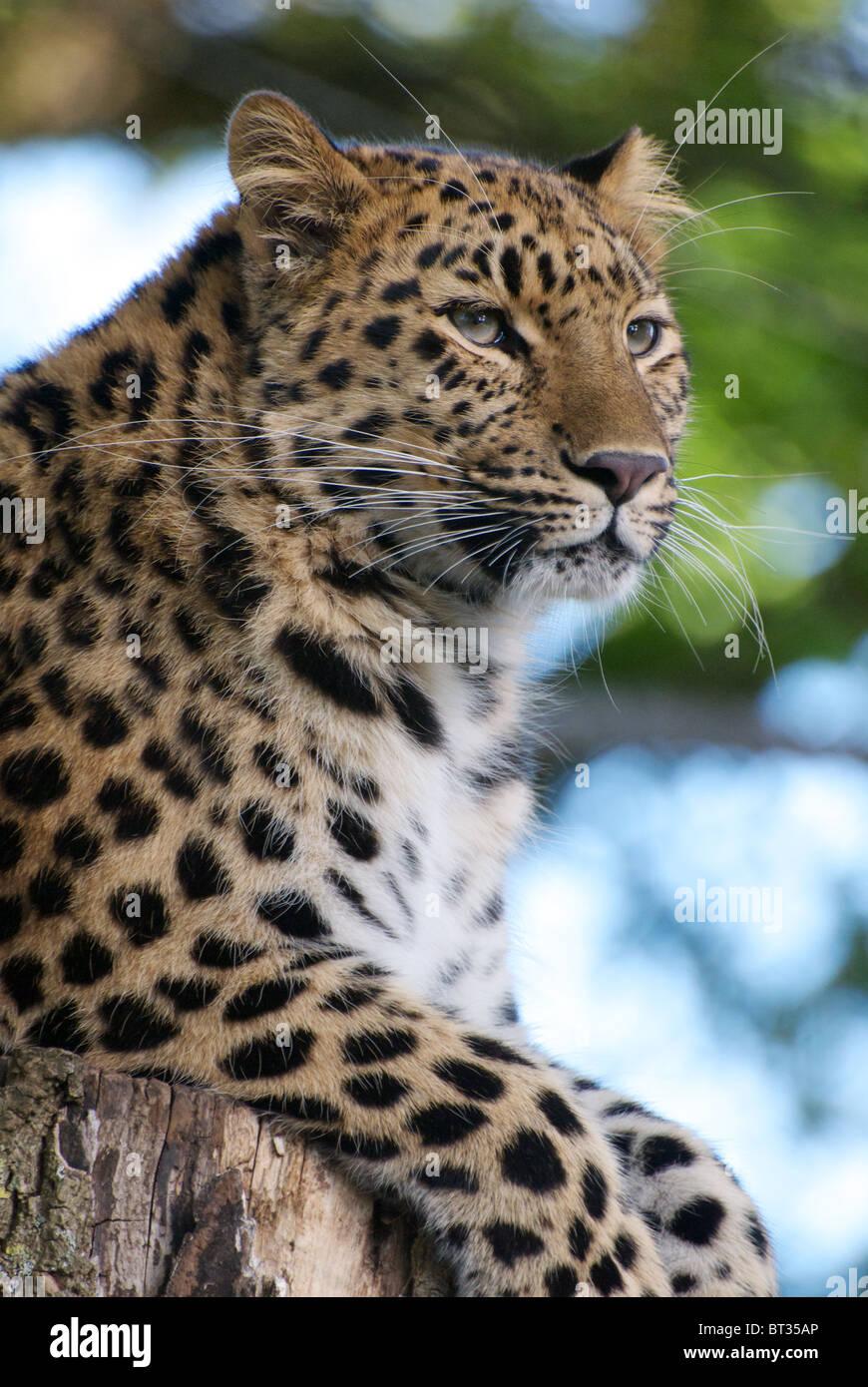 Female Amur leopard Stock Photo - Alamy Female Amur leopard Stock Photo - Alamy