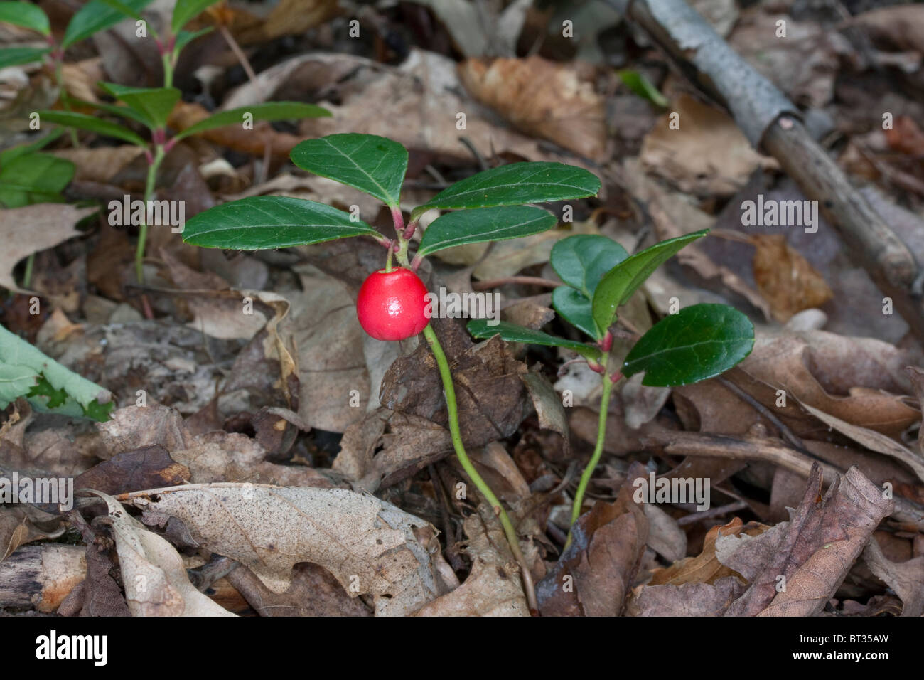 Wintergreen or Tea Berry with berry Gaultheria procumbens Eastern USA ...