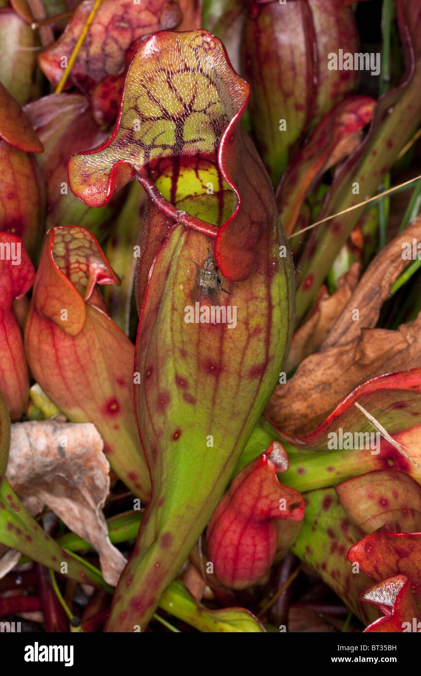Pitcher plant sarracenia purpurea hi-res stock photography and images ...