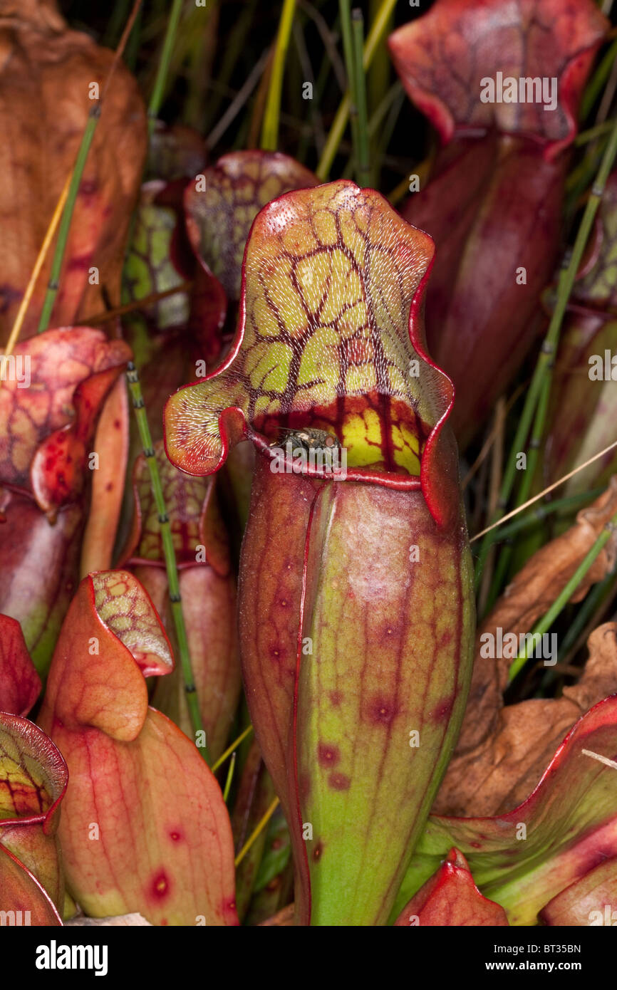 Pitcher Plant With Insect High Resolution Stock Photography and Images ...