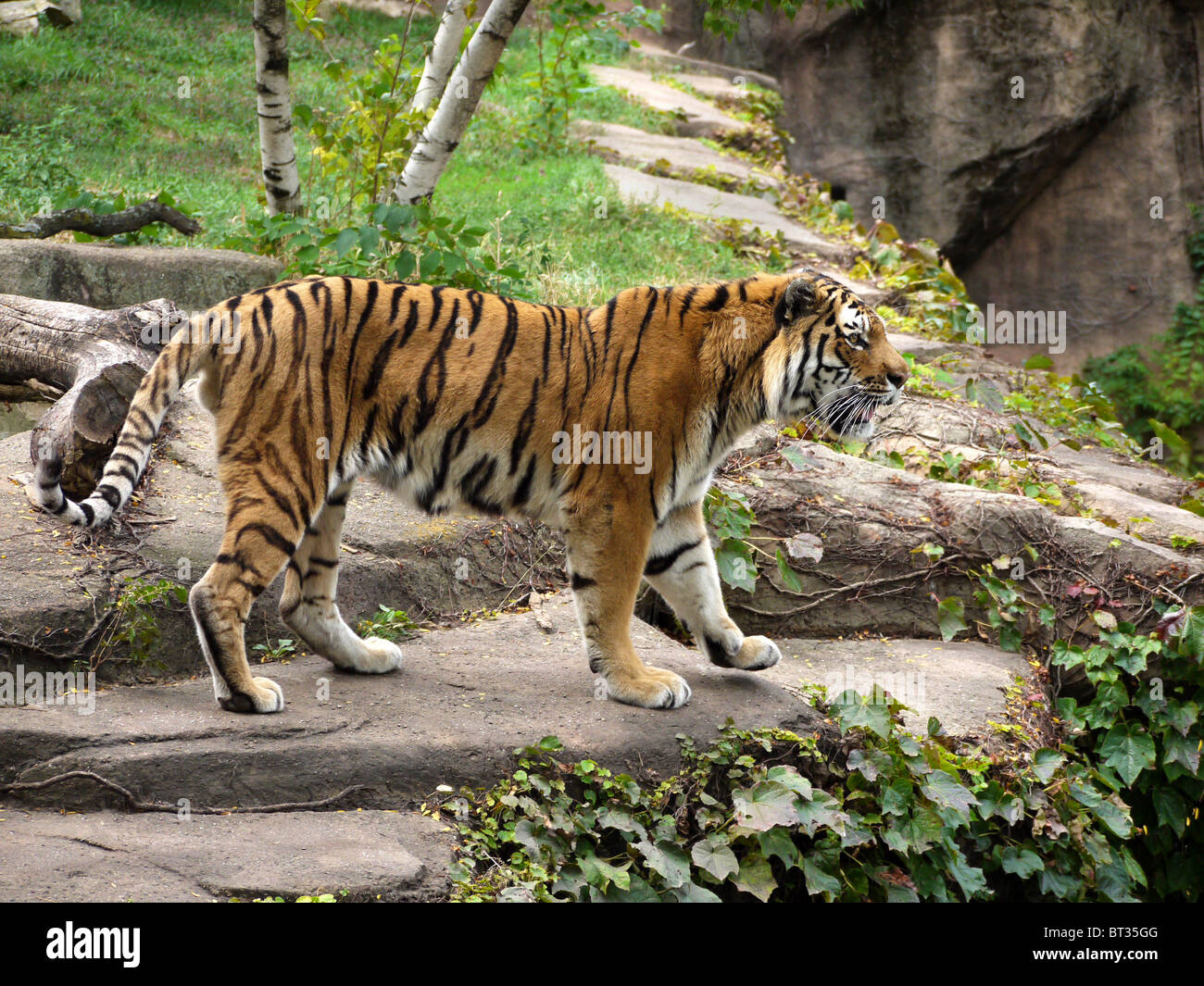 Tiger on the Prowl Stock Photo - Alamy