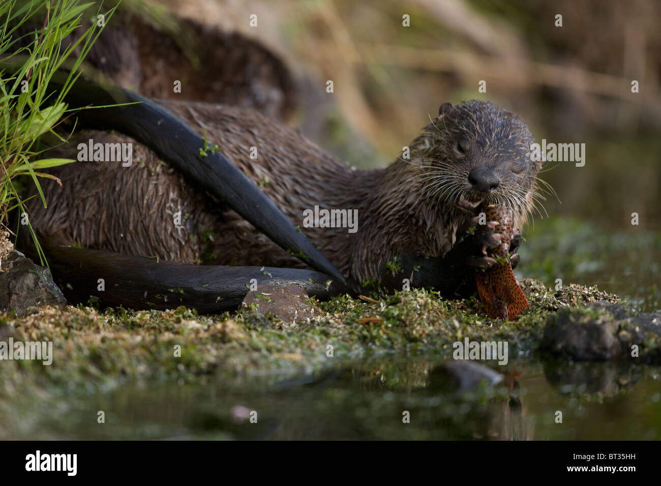 River Otter (Lutra canadensis) feeding on Cutthroat Trout (Oncorhynchus ...